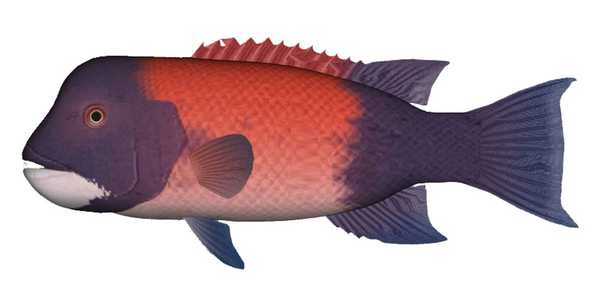 Learn About the California Sheephead – Fishing