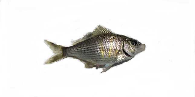 Learn About the Shiner Perch – Fishing | Guidesly