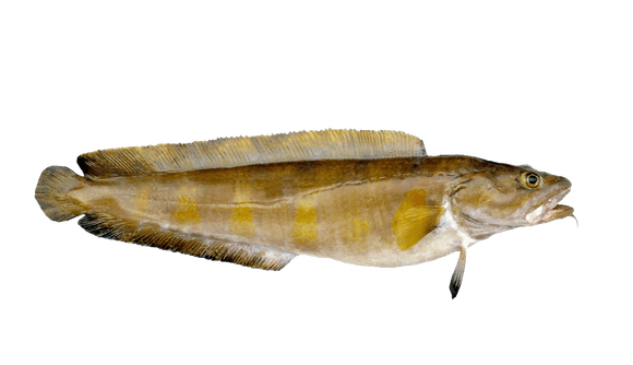 Learn About the Cusk – Fishing