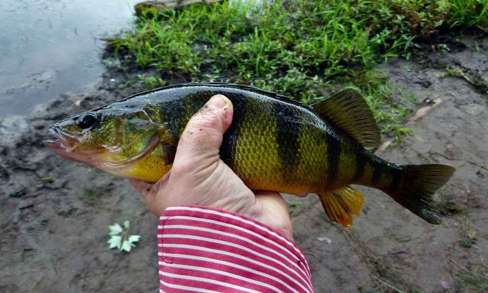 Perch Fishing: An Ice Fishing Guide to Catch Perch