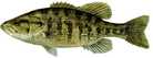 Learn About the Suwannee Bass – Fishing