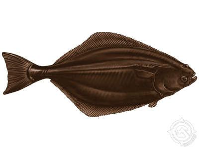 Learn About the Atlantic Halibut – Fishing