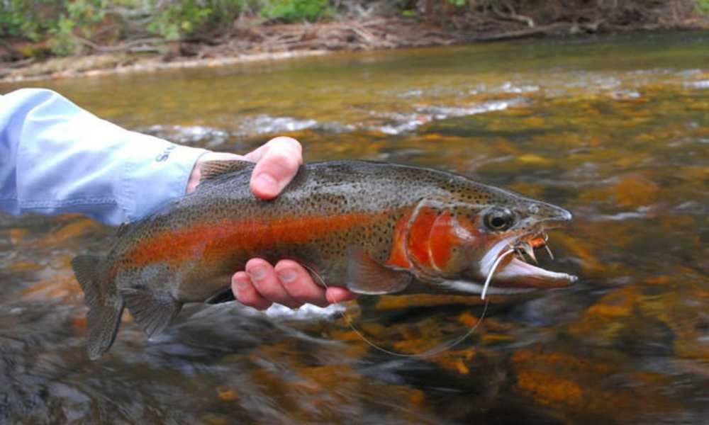 Learn About the Rainbow Trout – Fishing