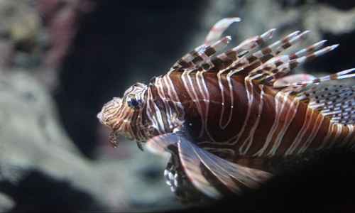 Most Dangerous Fish That You Should Know | Guidesly