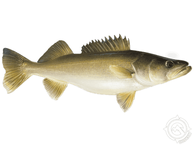 Learn About the Walleye – Fishing
