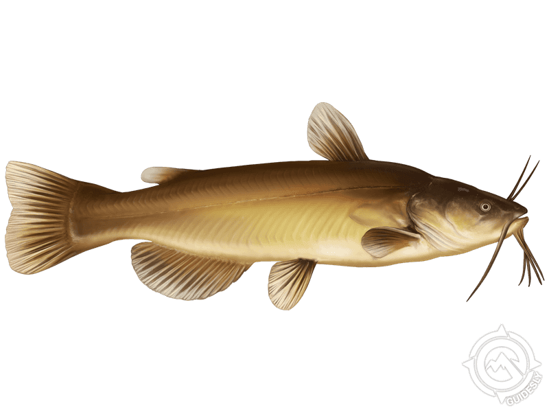 Learn About the Black Bullhead – Fishing