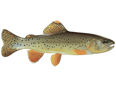 Learn About the Apache Trout – Fishing | Guidesly
