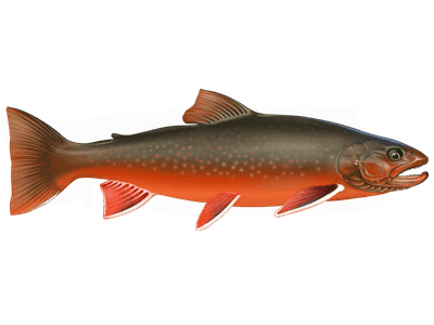 Learn About the Arctic Char – Fishing