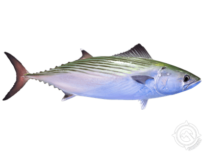 Learn About the Atlantic Bonito – Fishing