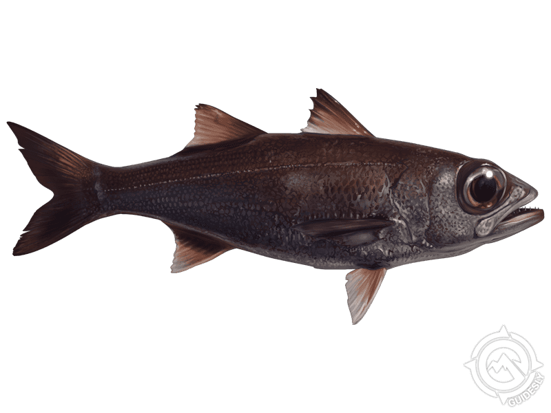 Learn About the Atlantic Scombrops – Fishing | Guidesly