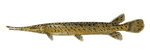 Learn About the Spotted Gar – Fishing