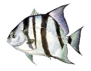 Learn About the Spadefish – Fishing