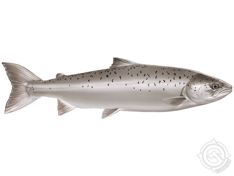 Learn About the Atlantic Salmon – Fishing