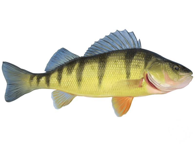 Learn About the American Yellow Perch – Fishing