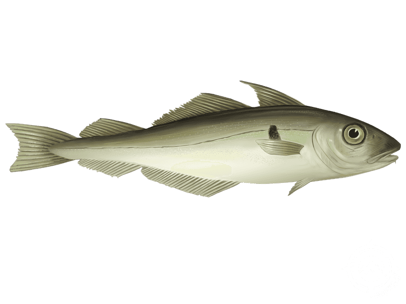 Learn About the Haddock – Fishing