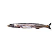 Learn About the Southern Sennet – Fishing