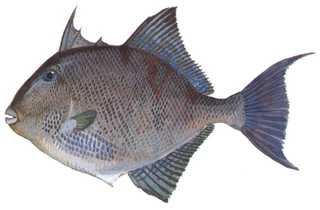 Learn About the Grey Triggerfish – Fishing | Guidesly