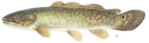 Learn About the Bowfin - Fishing