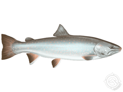 Learn About the Bull Trout – Fishing