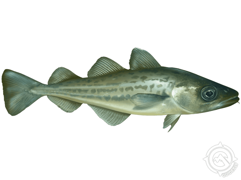 Learn About the Atlantic Tomcod – Fishing