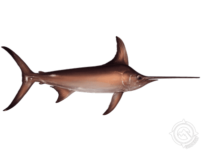 Learn About the Swordfish – Fishing