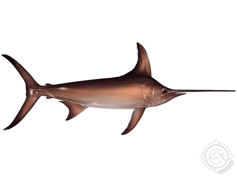 Learn About the Swordfish – Fishing