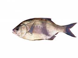 Learn About the Pile Perch – Fishing | Guidesly