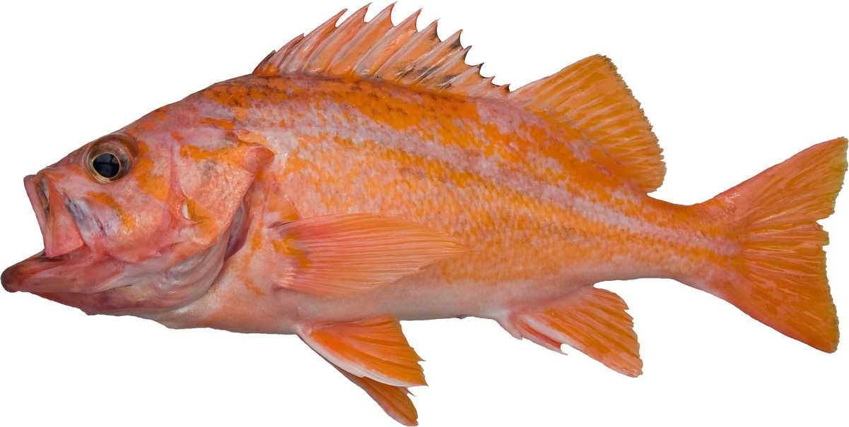 Learn About the Canary Rockfish – Fishing