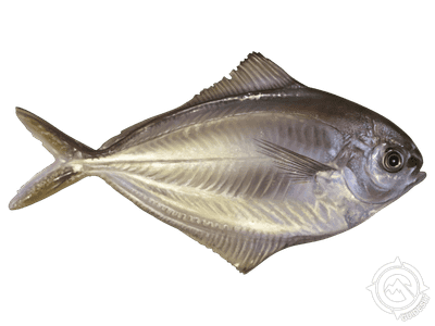 Learn About the Atlantic Butterfish – Fishing | Guidesly