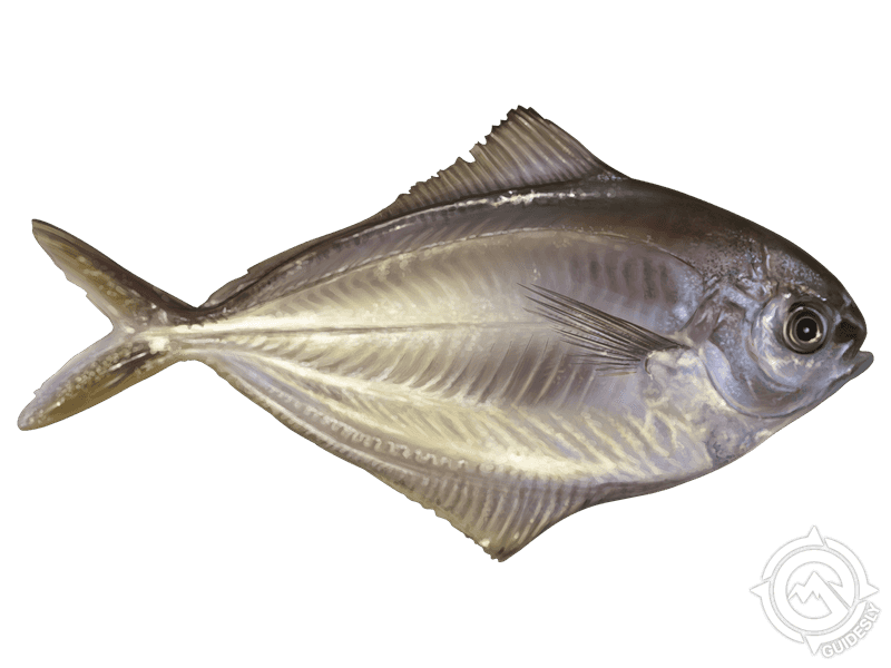 Learn About the Atlantic Butterfish – Fishing | Guidesly