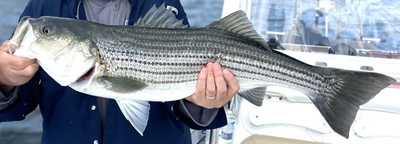 Learn About the Striped Bass – Fishing