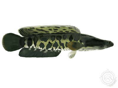 Learn About the Great Snakehead – Fishing