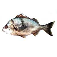 Learn About the Xantic Sargo – Fishing