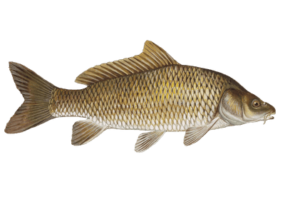 Learn About the Common Carp – Fishing