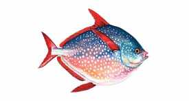 Learn About the Opah – Fishing | Guidesly