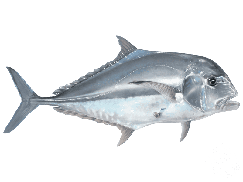 Learn About the African Pompano – Fishing