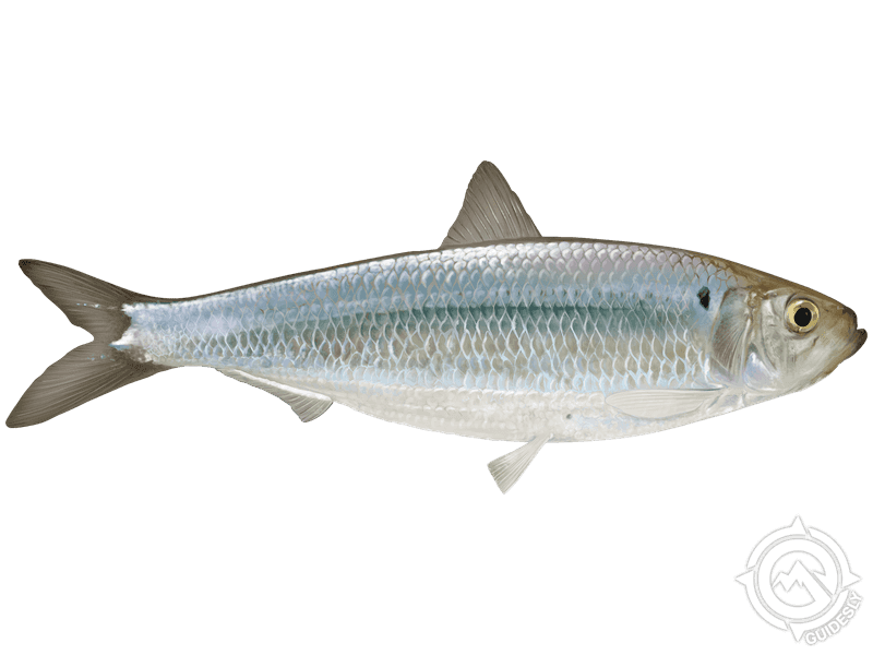 Learn About the Atlantic Herring – Fishing