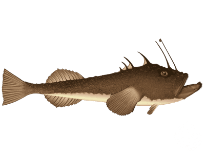 Learn About the American Angler – Fishing